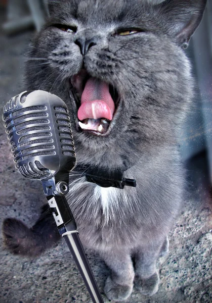 Кот певец Stock Photos, Royalty Free Кот певец Images | Depositphotos