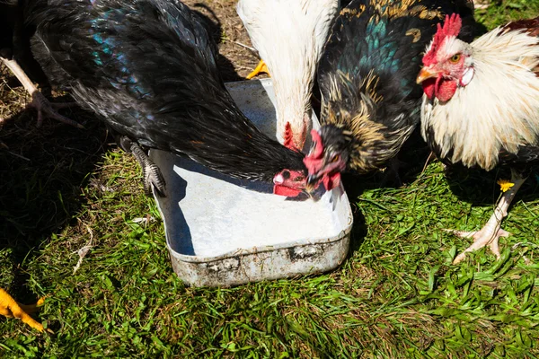 Organic poultry farming Stock Photos, Royalty Free Organic poultry ...