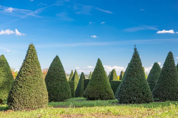 Cone shaped trees | Cone-shaped trees — Stock Photo © fotosmail #23544289