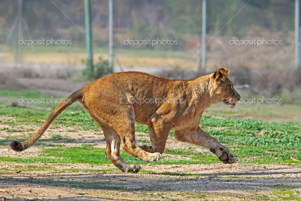 Running Lioness