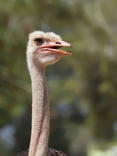 Prehistoric ostrich Stock Photos, Royalty Free Prehistoric ostrich ...