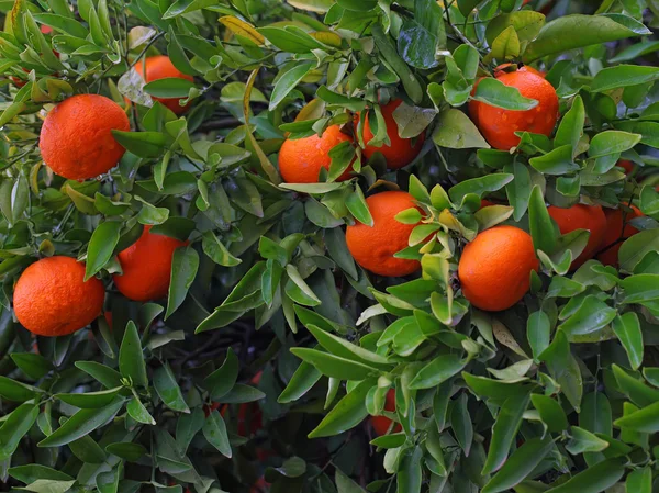 Ripe Oranges - Stock Image - Everypixel