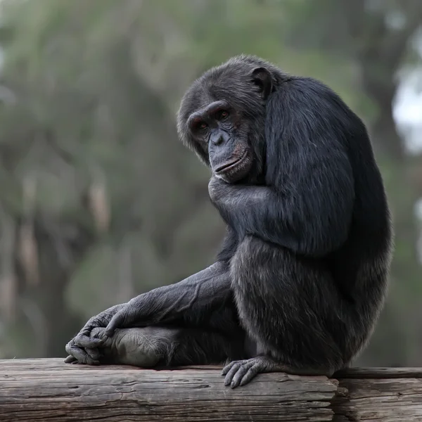 Young chimpanzee, Simia Troglodytes, 5 years old, standing in fr ...