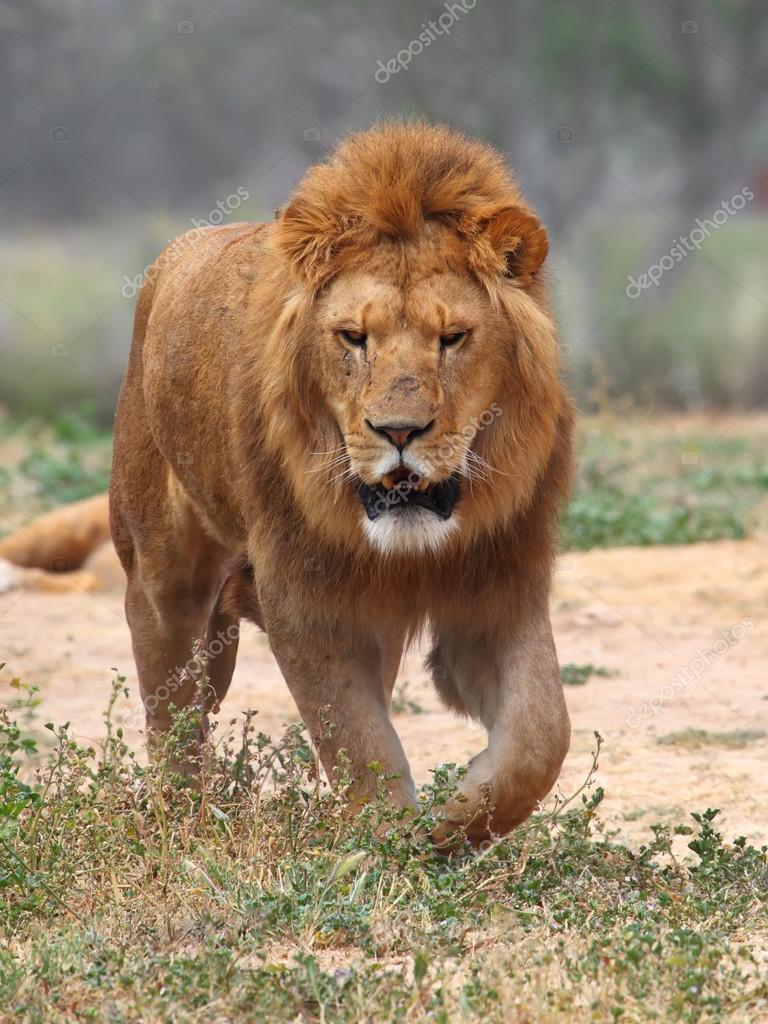 Lion — Stock Photo © leonidp #25638417