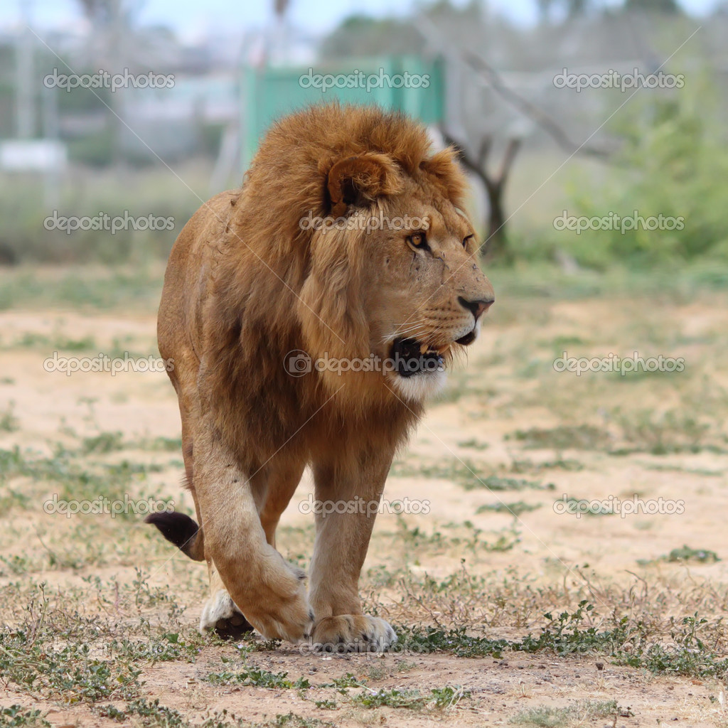 Lion — Stock Photo © leonidp #26053971