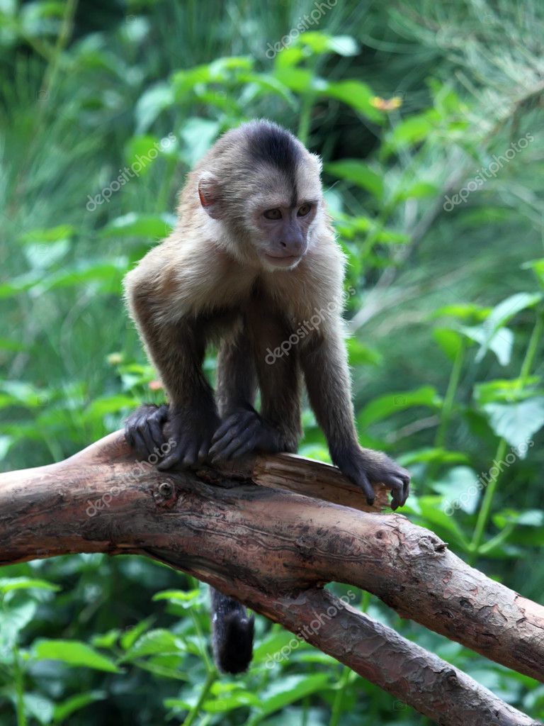 원숭이 새끼 — 스톡 사진 © leonidp #27217323