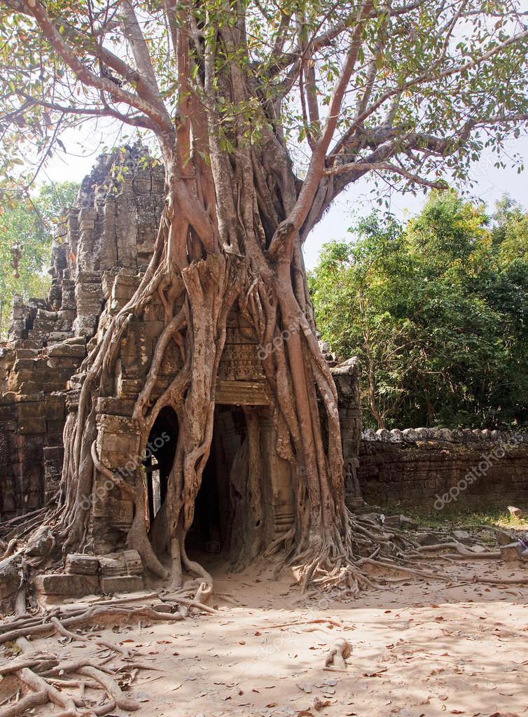 Tree entwining the entrance to the temple — Stock Photo © RyszardS ...