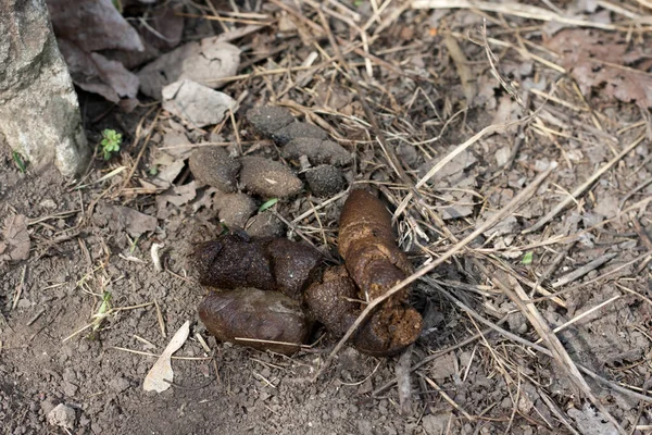 Animal poop Stock Photos, Royalty Free Animal poop Images | Depositphotos