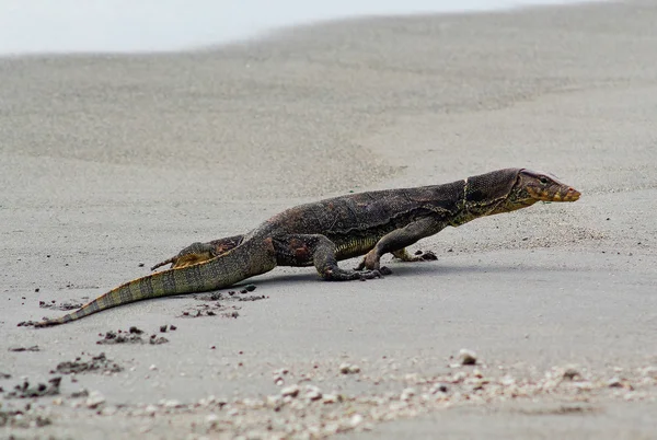 Monitor lizard Stock Photos, Royalty Free Monitor lizard Images ...