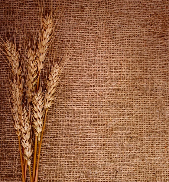 Wheat over the canvas background Stock Photo by ©Byelikova 75607615