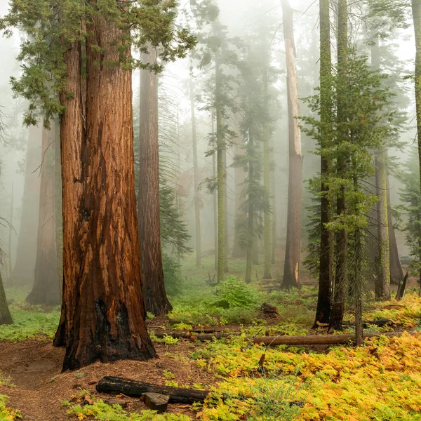 Giant sequoia trees in Sequoia National Park, California, USA - Stock ...