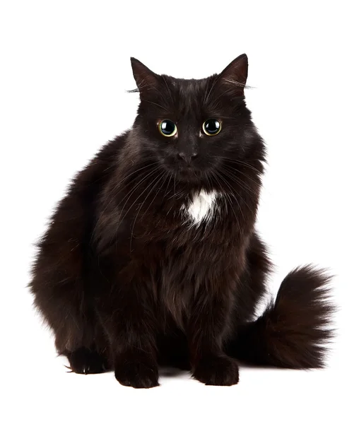 Black Cat, close-up portrait Stock Photo by ©FotoJagodka 10125439