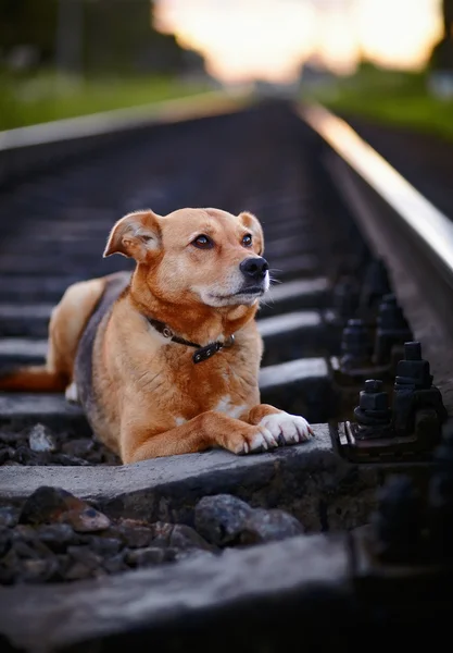 Dog on the railway platform Stock Photo by ©Chalabala 54798677