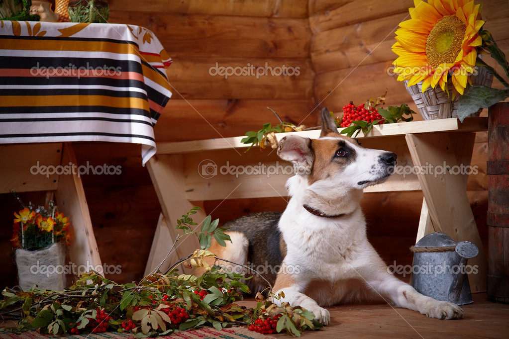 Dog with a mountain ash in the rural house. — Stock Photo © Azaliya ...