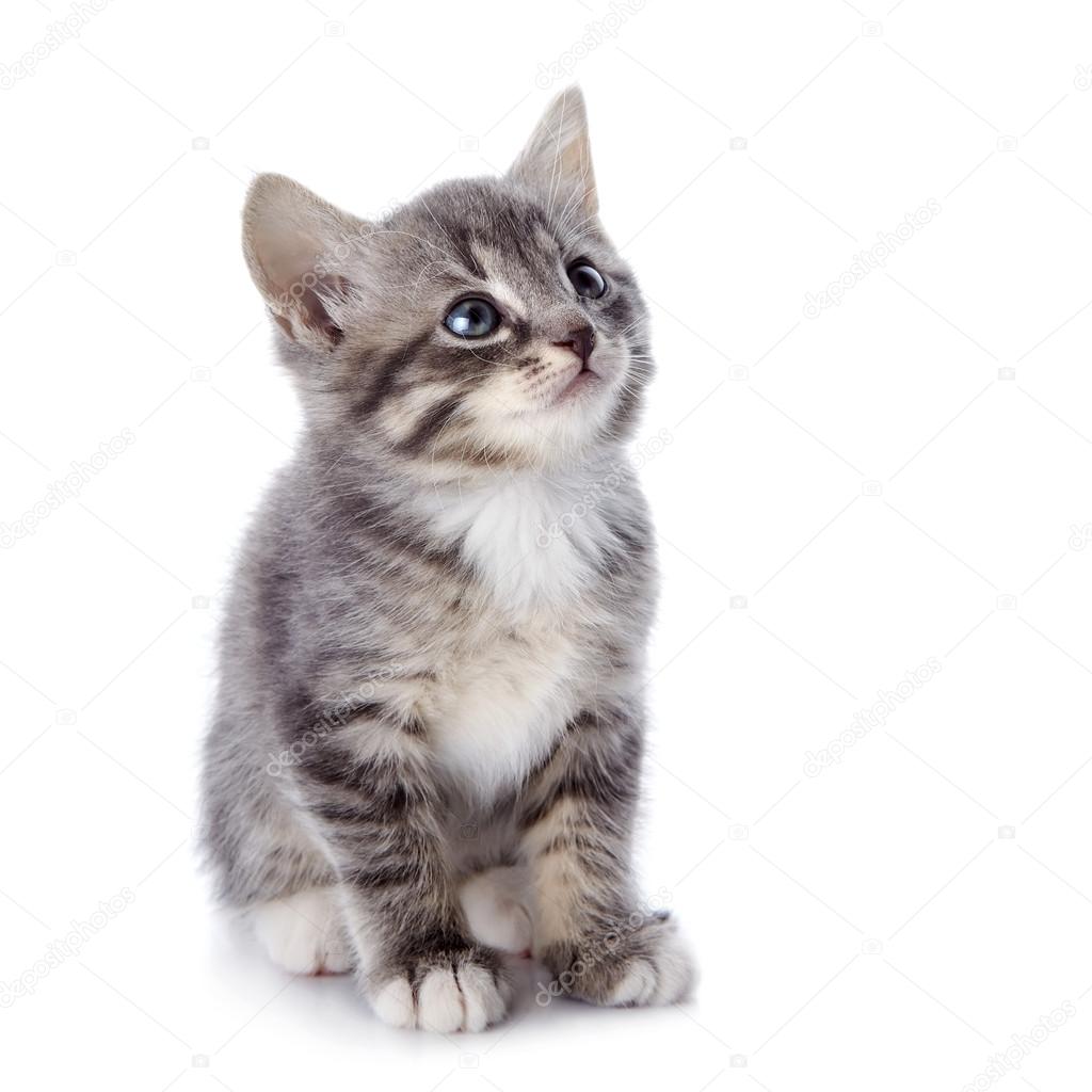 Gray And White Striped Kitten