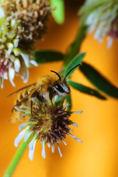 Bumblebee wings Stock Photos, Royalty Free Bumblebee wings Images ...