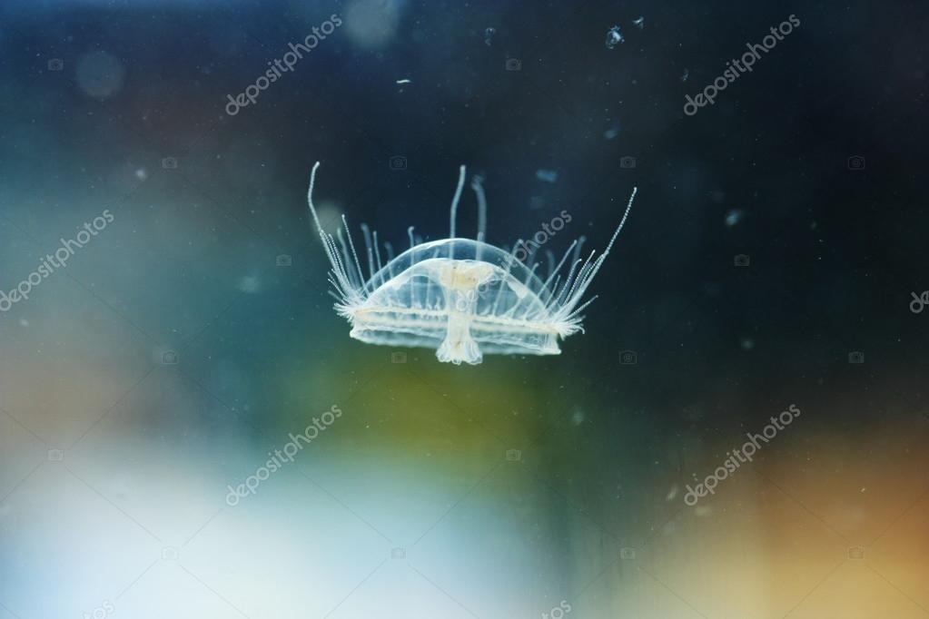 Energy From Jellyfish
