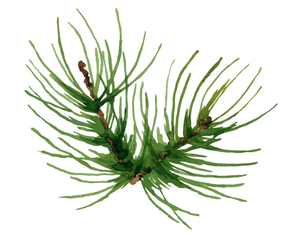 Evergreen branch Vector Art Stock Images | Depositphotos