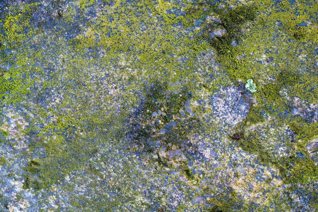 Muck floating on top of a pond — Stock Photo © roobcio #38307451