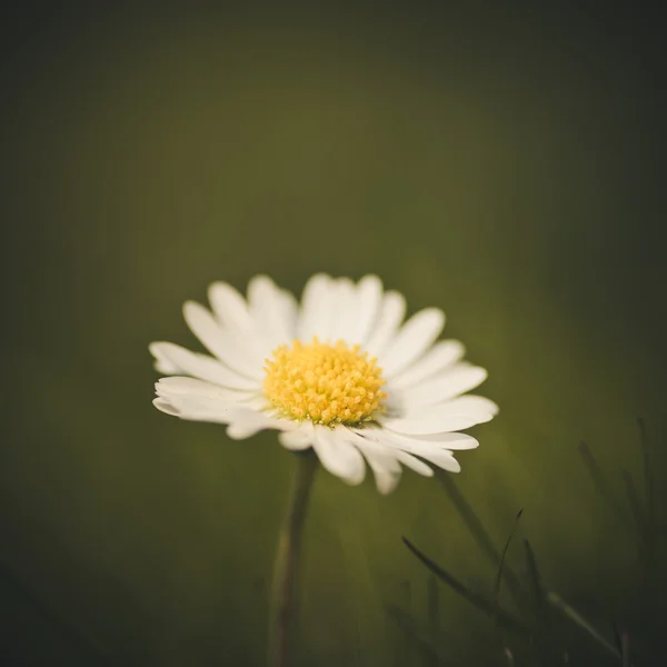 Small daisy flower Stock Photos, Royalty Free Small daisy flower Images ...