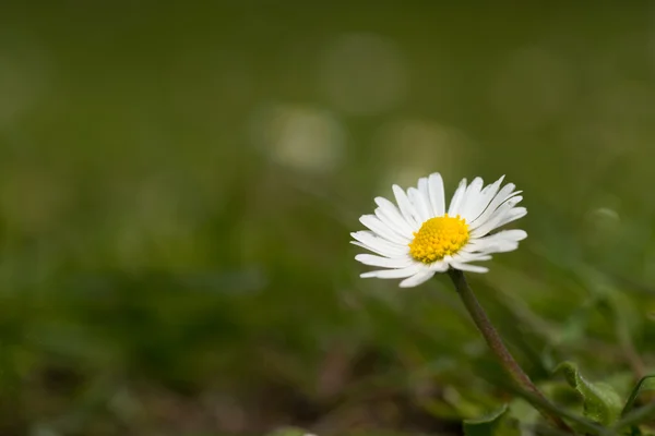 Small daisy flower Stock Photos, Royalty Free Small daisy flower Images ...