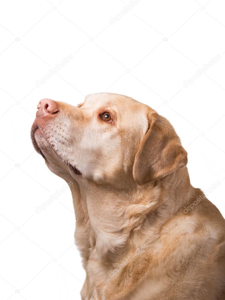 Golden labrador overweight Stock Photo by ©sponner 45661797
