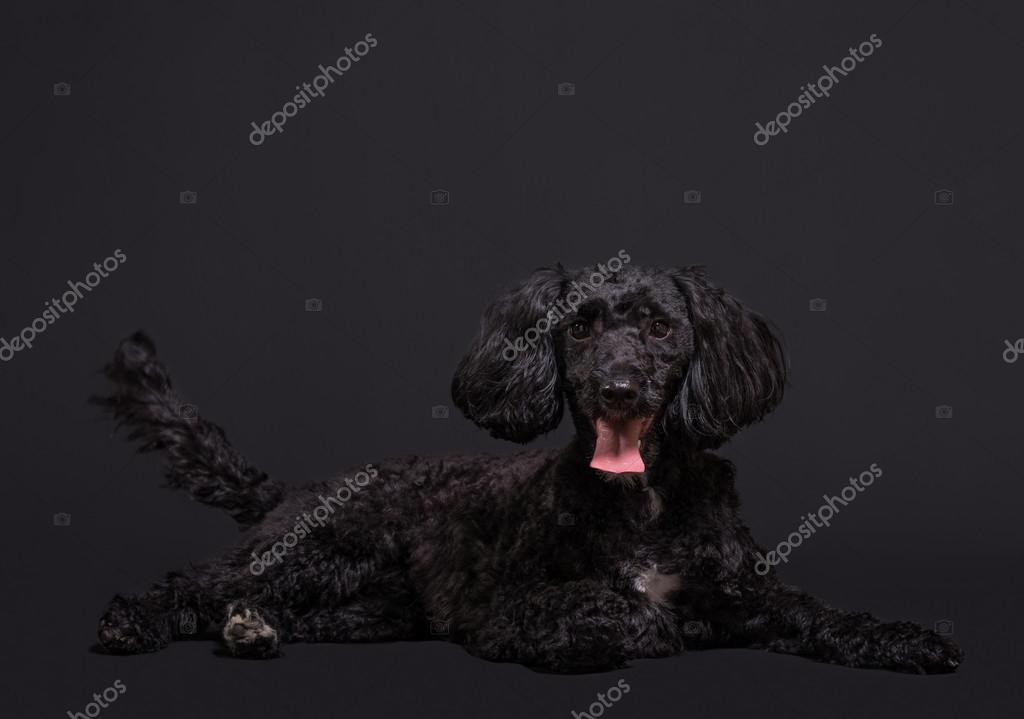 Cockapoo spaniel y caniche híbrido cruzado 2024