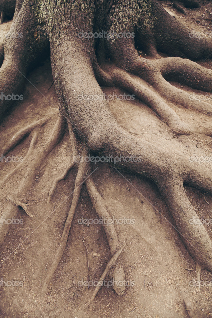 Old root of tree, in forest. Landscape of nature — Stock Photo ...