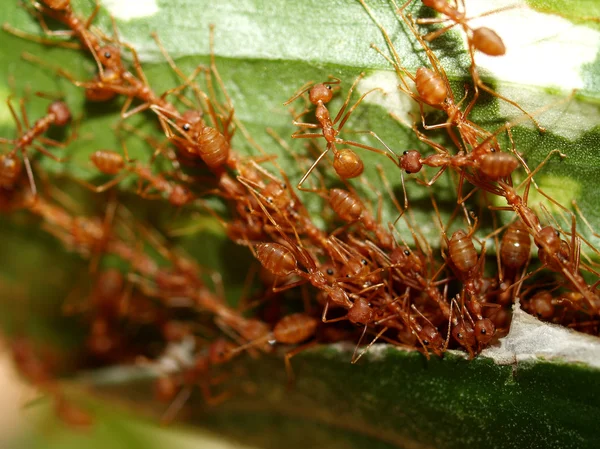 Red ants — Stock Photo © porjai #4181892