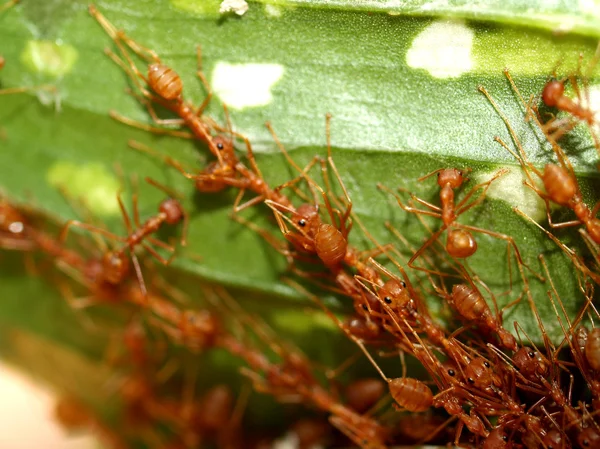Fourmis avec leurs œufs images libres de droit, photos de Fourmis avec ...