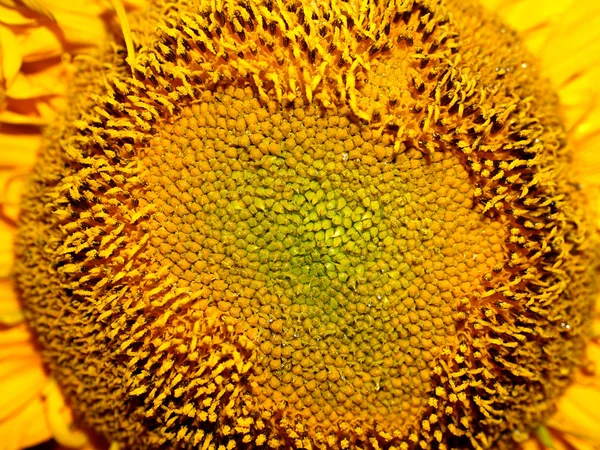 Sunflower core Stock Photos, Royalty Free Sunflower core Images ...