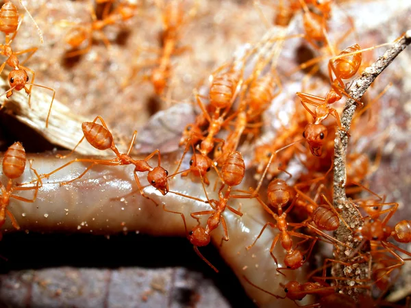 Red ants eat extraction — Stock Photo © techiya #105364146