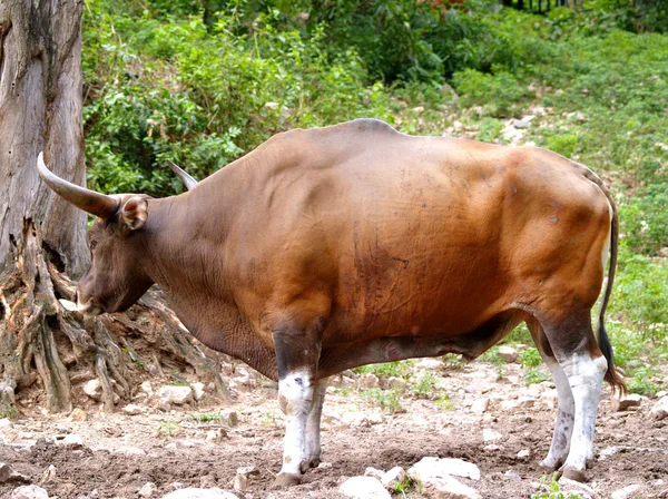 Carabao Stock Photos, Royalty Free Carabao Images | Depositphotos