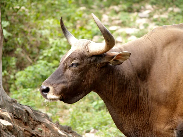 Zoo animals — Stock Photo © porjai #20531509