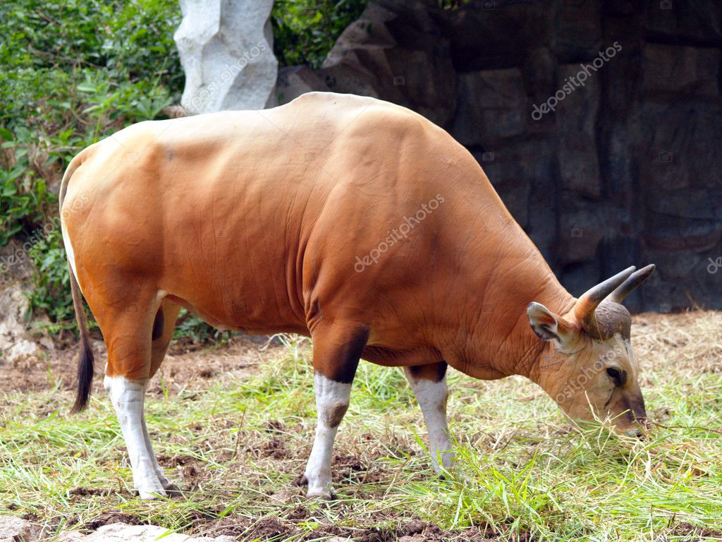 Zoo animals — Stock Photo © porjai #20497269