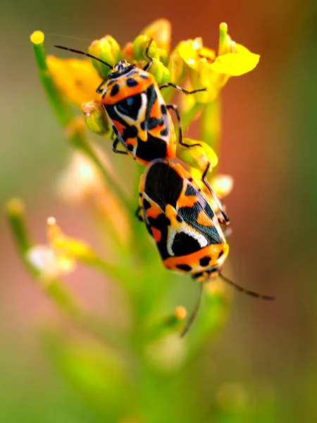 Colorful bugs Stock Photos, Royalty Free Colorful bugs Images ...