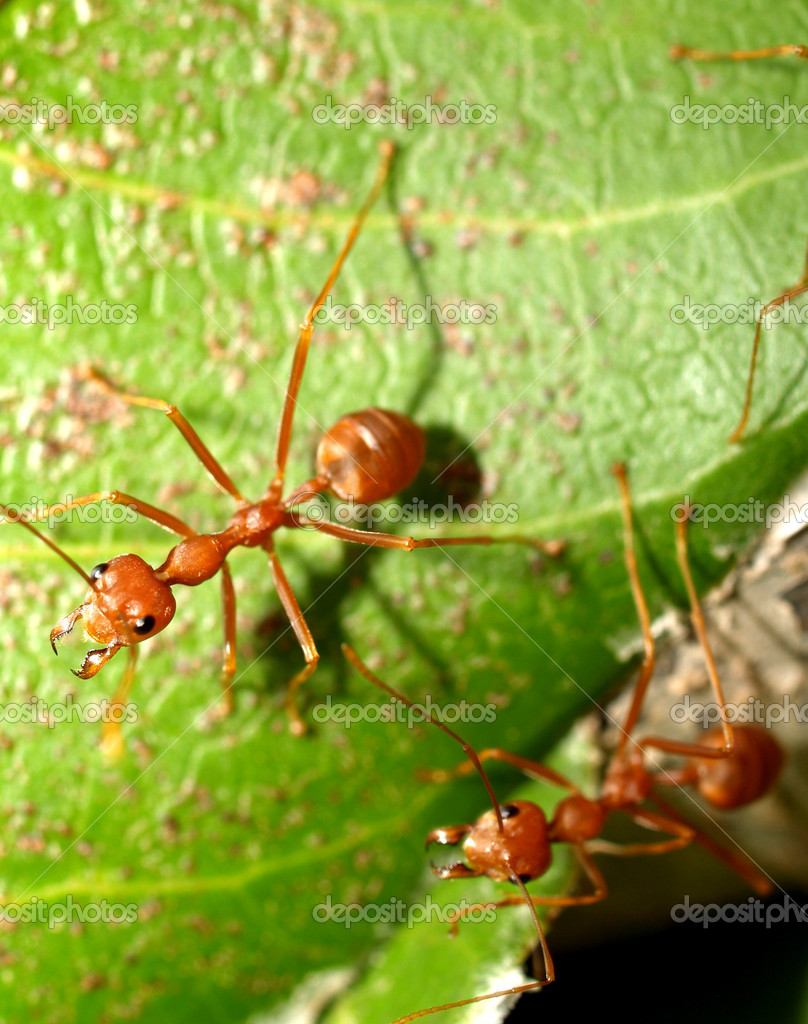 Picture of Red ant — Stock Photo © porjai #20531489