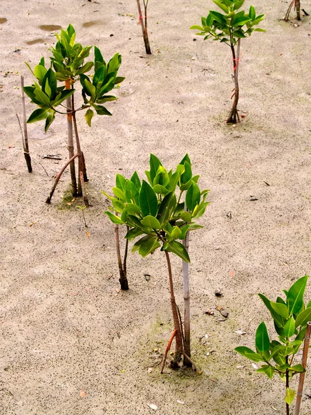 Mangrove planting Stock Photos, Royalty Free Mangrove planting Images ...