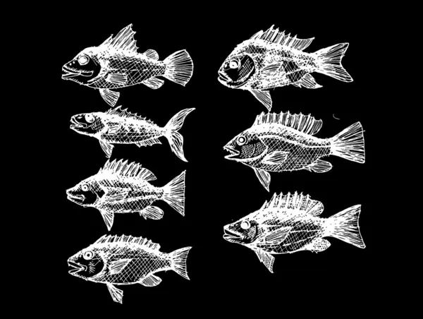 ᐈ Pollock fish stock pictures, Royalty Free pollock vectors | download ...