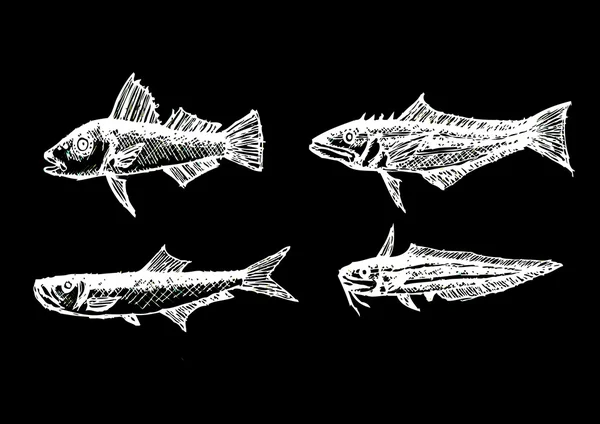 ᐈ Pollock fish stock pictures, Royalty Free pollock vectors | download ...