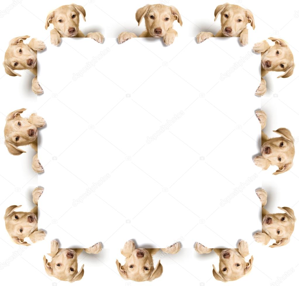 Puppies hold a sheet of paper Stock Photo by ©gurinaleksandr 38210653