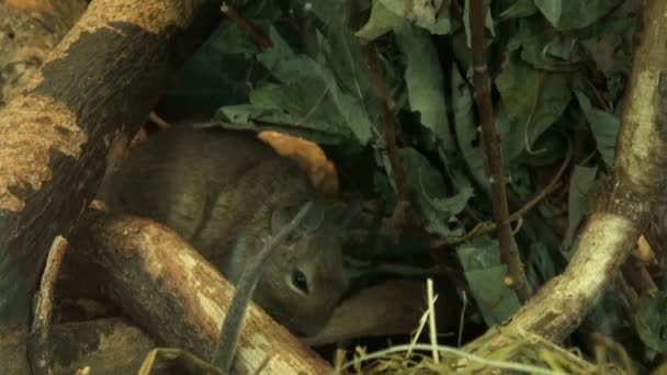 153 Veld muizen Videos, Royalty-free Stock Veld muizen Footage ...