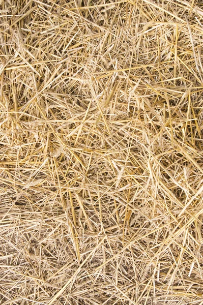 Hay seamless background. — Stock Photo © Leonardi #3305963