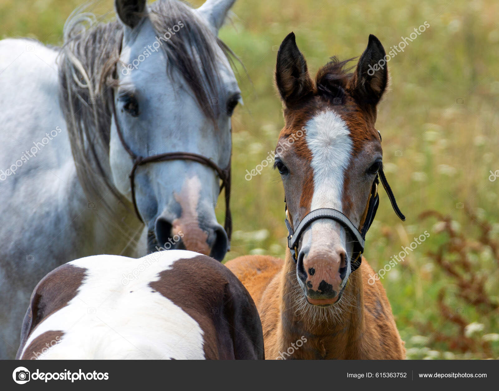Foal Horses Nature Background Stock Photo by ©oorka5 615363752