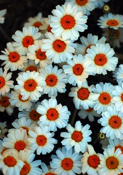 Tumblr Daisies Vintage