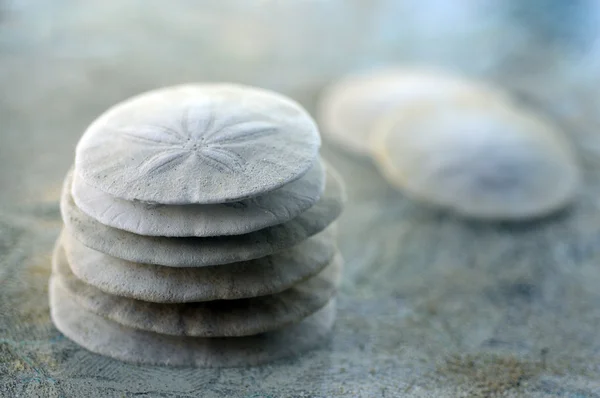 Sand dollar shell Stock Photos, Royalty Free Sand dollar shell Images ...