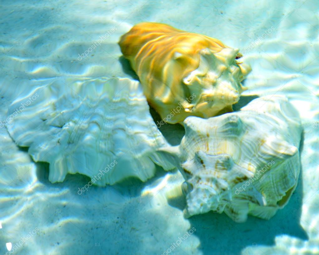 Seashells under water. — Stock Photo © coconat #51127185