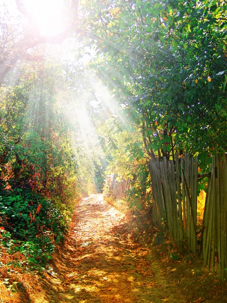 Sunny pathway Stock Photos, Royalty Free Sunny pathway Images ...