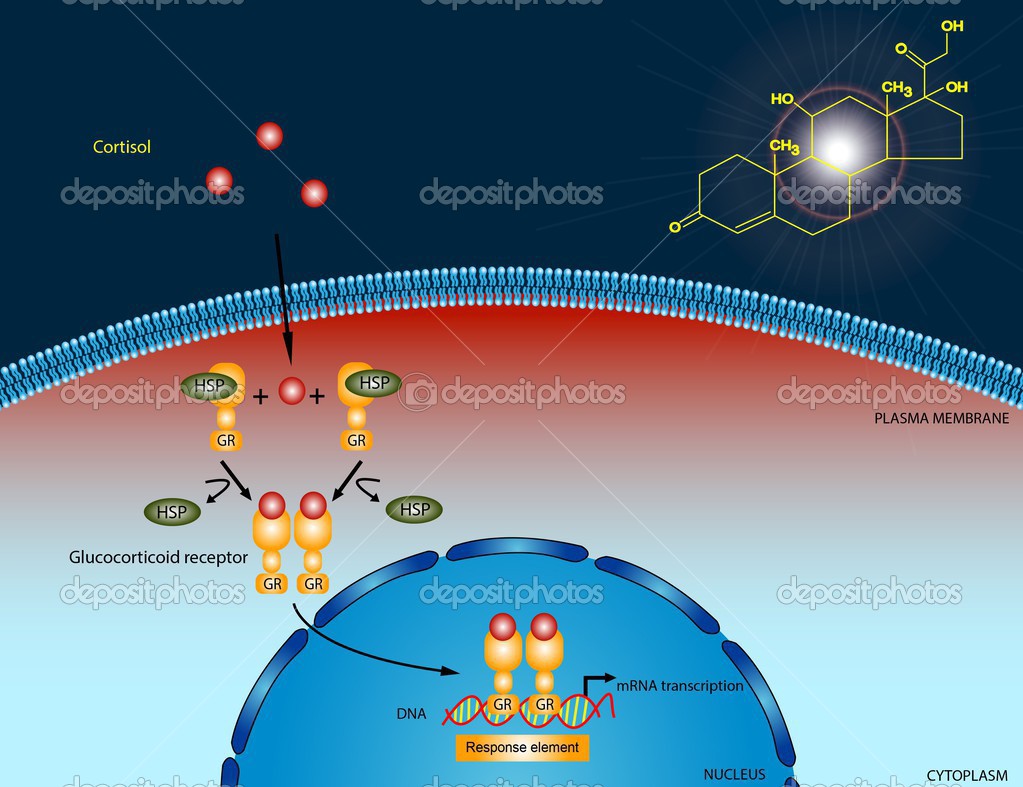 Sendero de señalización de cortisol — Foto de stock #37860521 © meletver