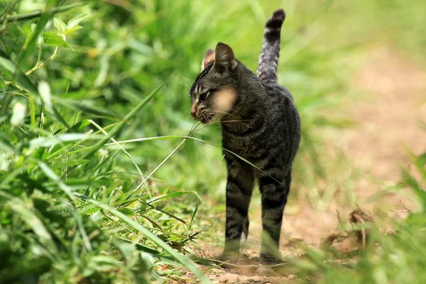 Cat - Bigodi Wetlands - Uganda, Africa — Stock Photo © imagex #12318361